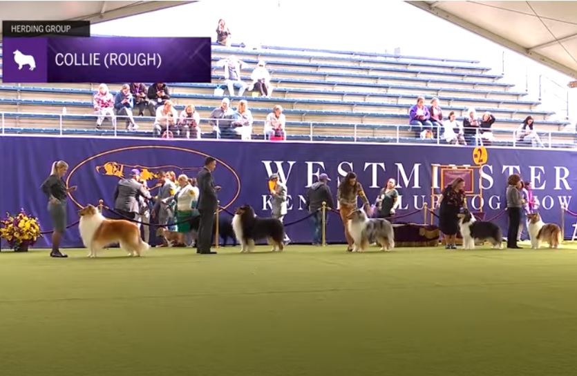 Westminster 2024 - Collies - Collieconnection