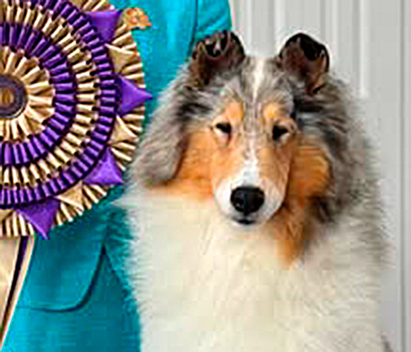 RESULTADOS - CCA Collie National 2025 - Collieconnection